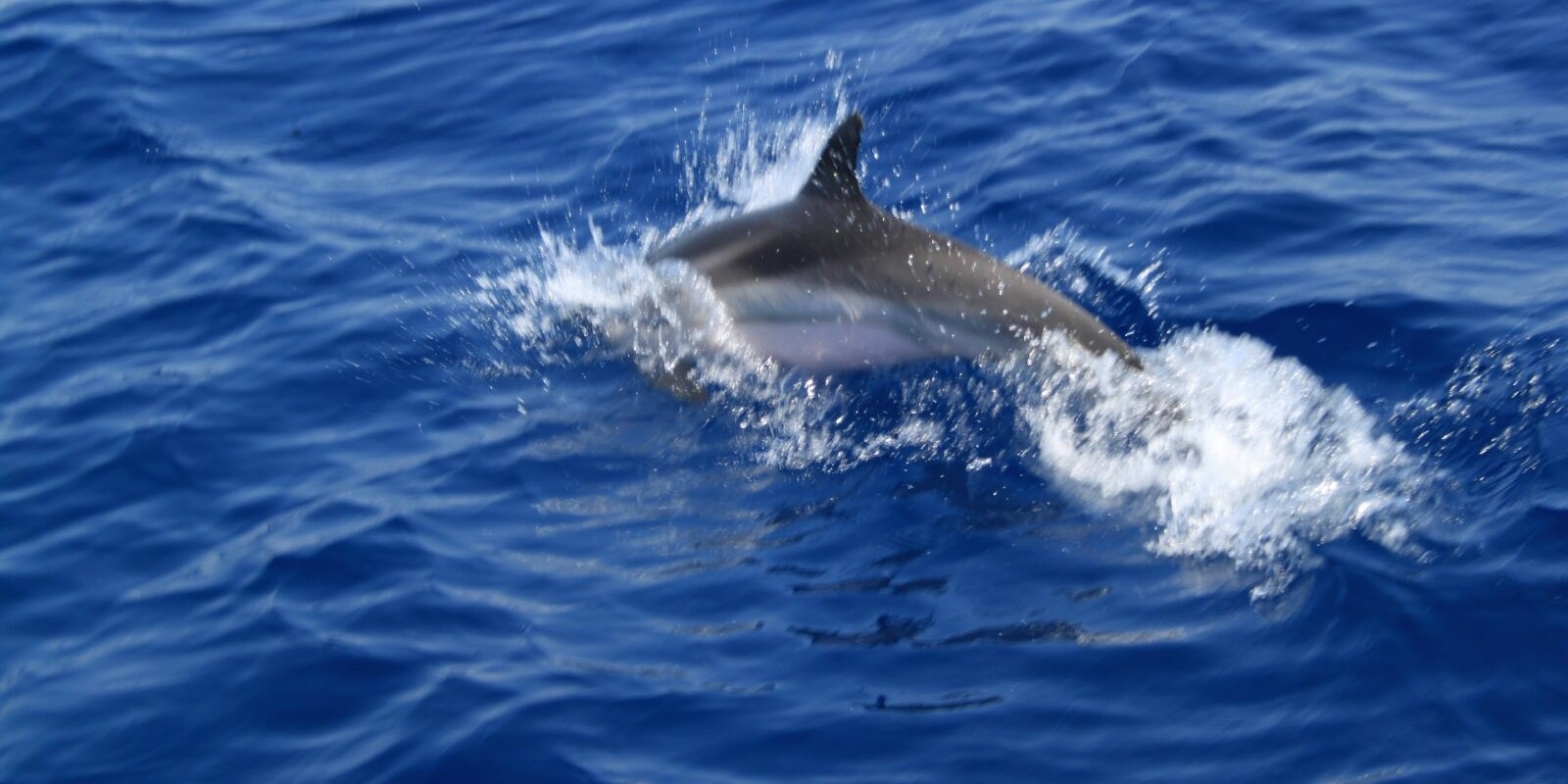 Alla ricerca dei delfini nel mar jonio | CRALT Magazine