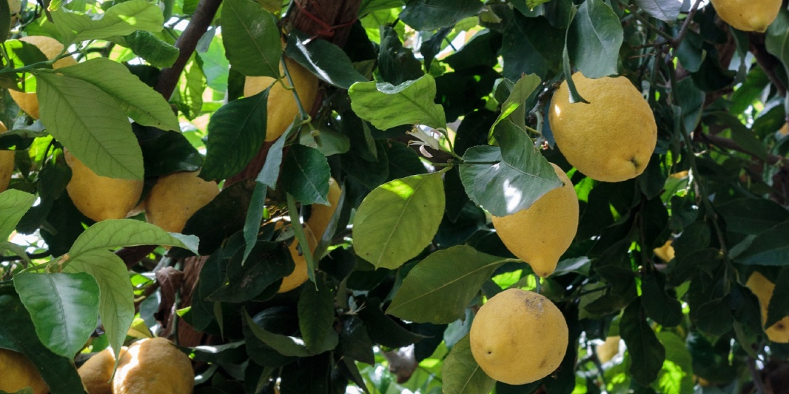 Il sentiero dei limoni | CRALT Magazine