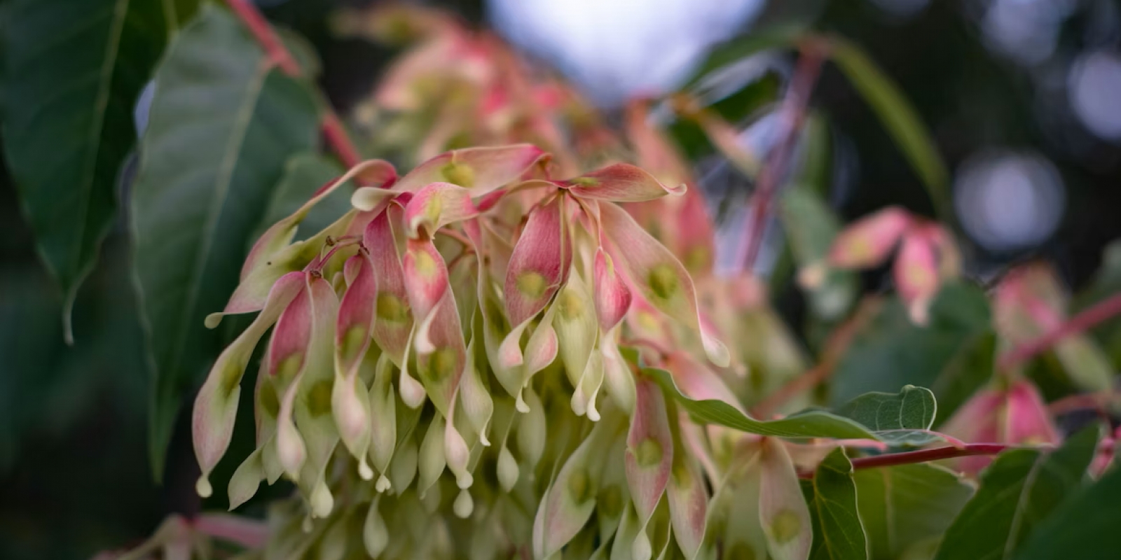 Terlizzi.....La città dei fiori | CRALT Magazine